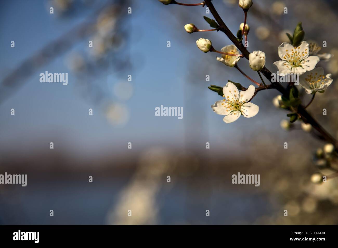 Plum tree in bloom seen up close Stock Photo - Alamy