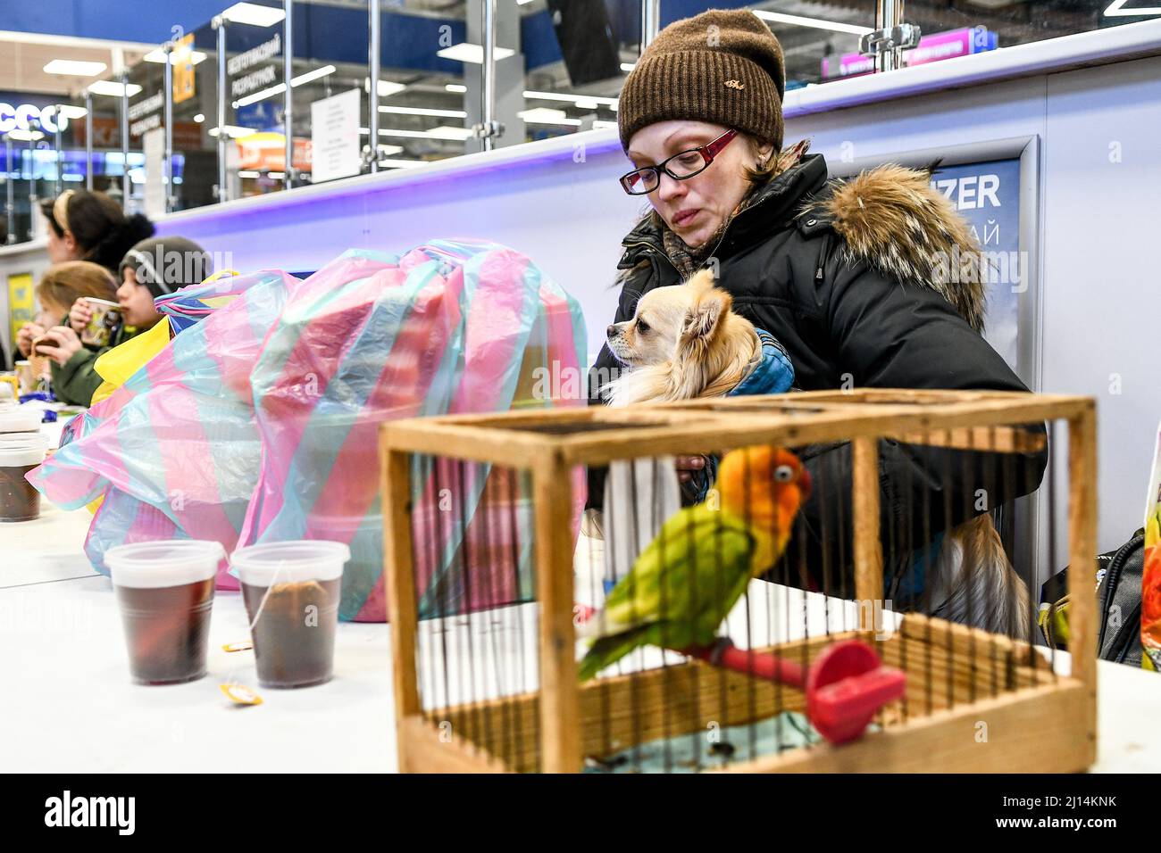 Non Exclusive: ZAPORIZHZHIA, UKRAINE - MARCH 19, 2022 - A parrot is ...