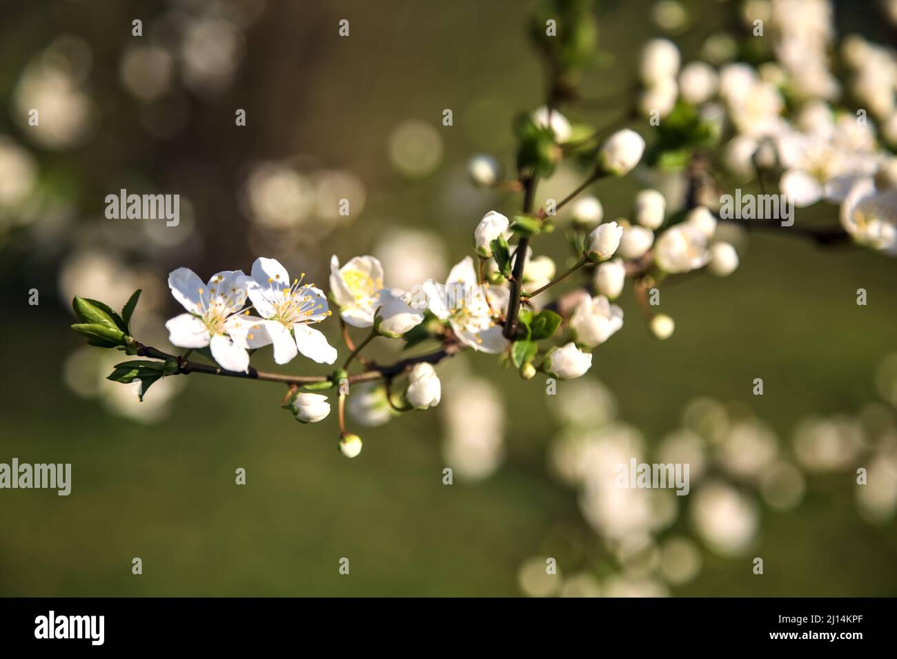 Plum tree in bloom seen up close Stock Photo - Alamy