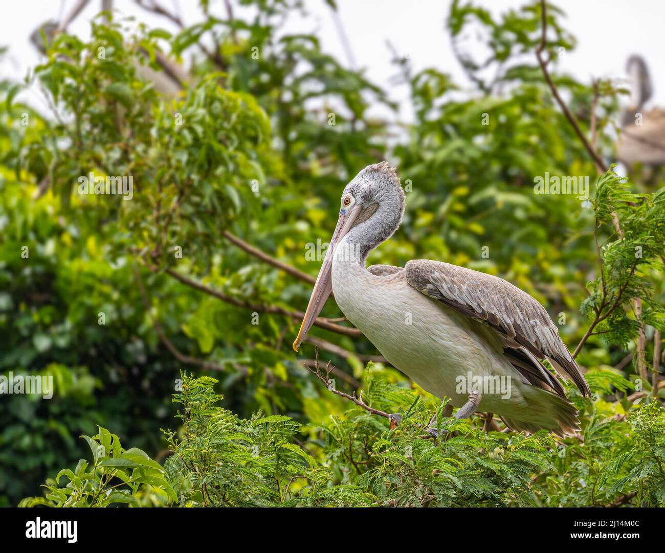 A Greater pelican with beautiful eyes on a tree Stock Photo - Alamy