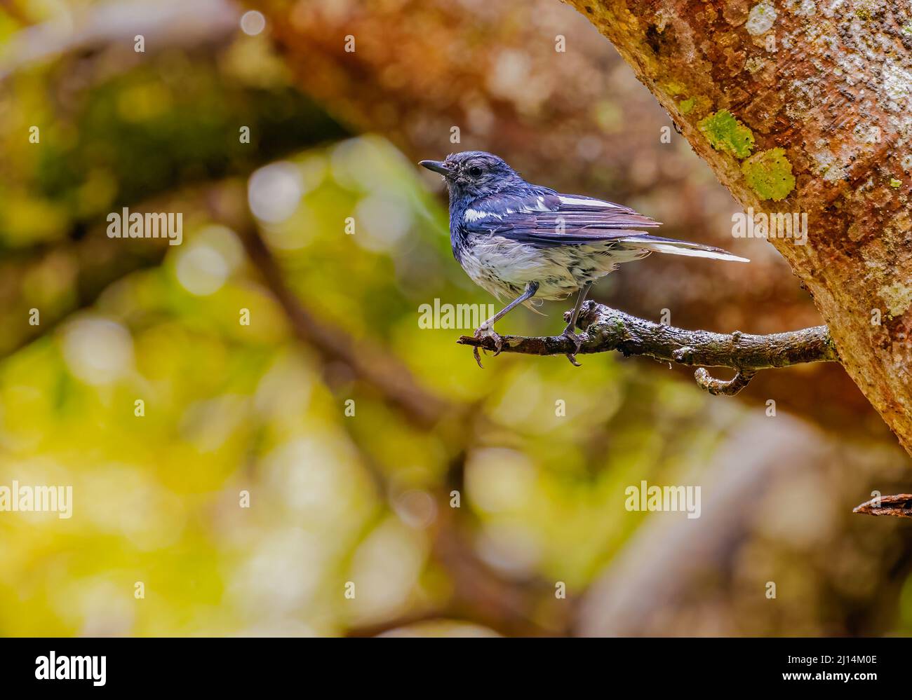 A Oriental Magpie sitting on a tree in Sun after bath Stock Photo - Alamy