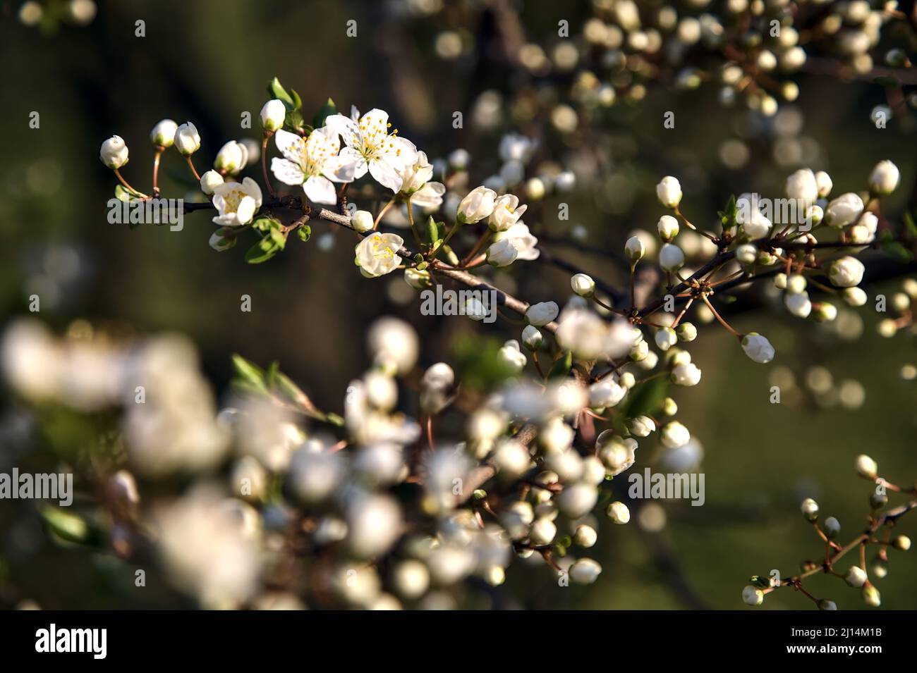 Plum tree in bloom seen up close Stock Photo - Alamy