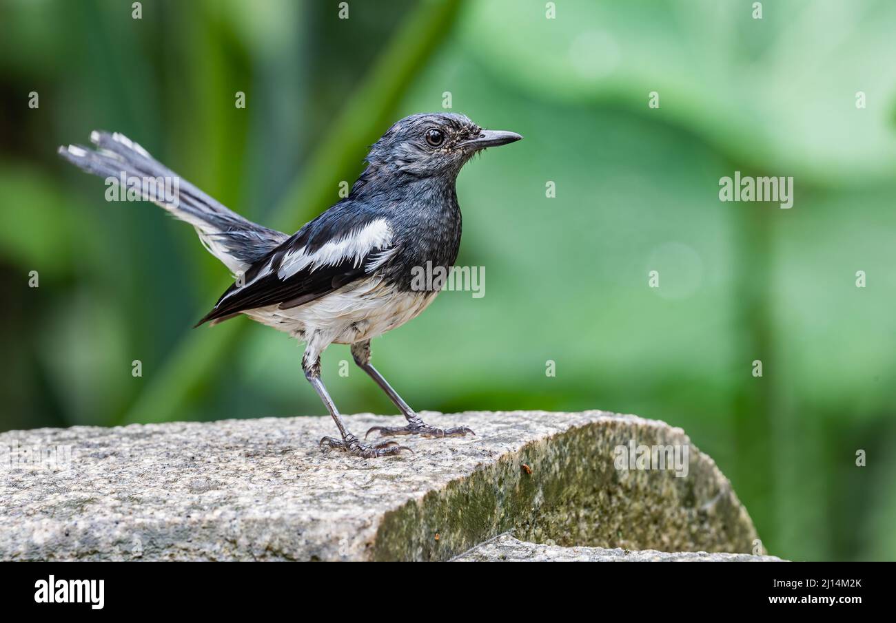 A Oriental Magpie sitting on a slab with tails up Stock Photo - Alamy