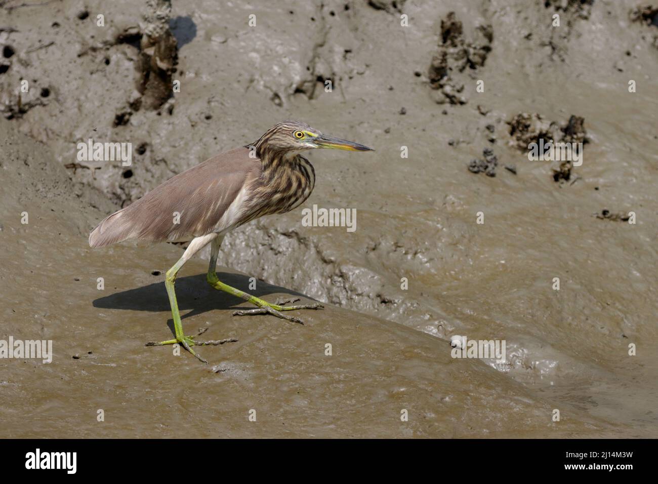 The Indian pond heron or paddybird is a small heron. It is of Old World ...
