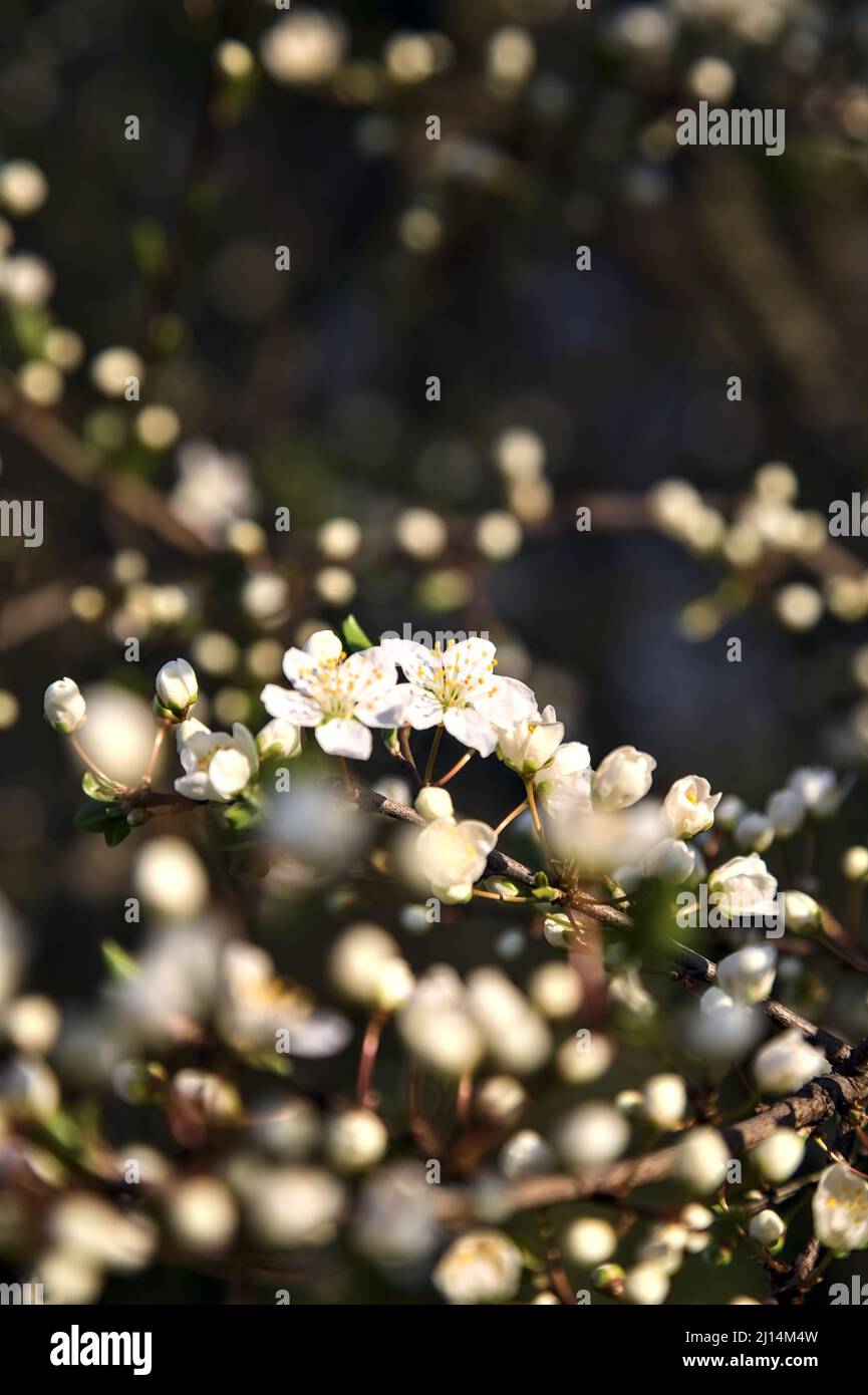 Plum tree in bloom seen up close Stock Photo - Alamy