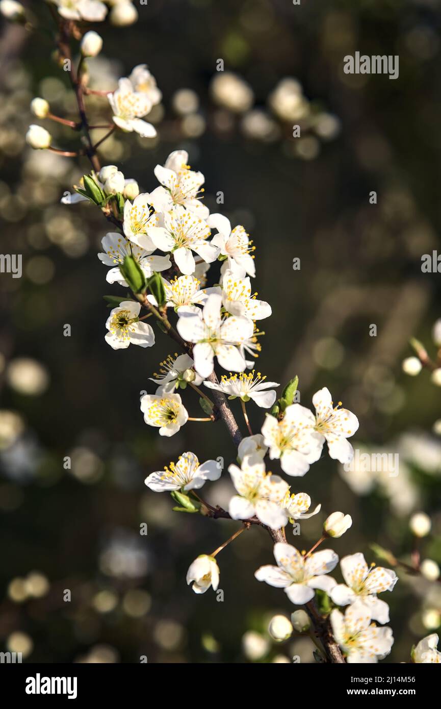 Plum tree in bloom seen up close Stock Photo - Alamy