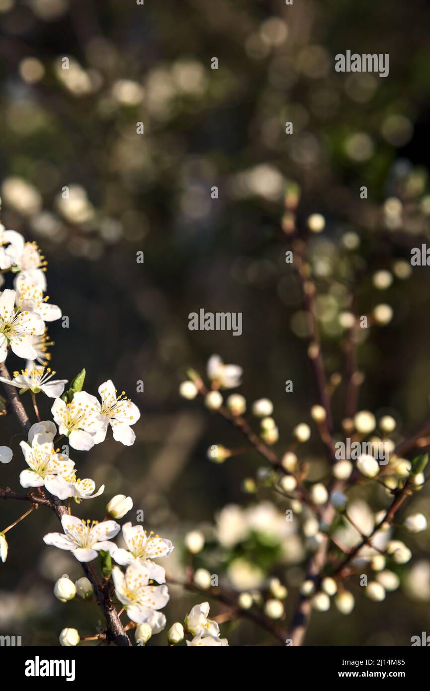 Plum tree in bloom seen up close Stock Photo - Alamy