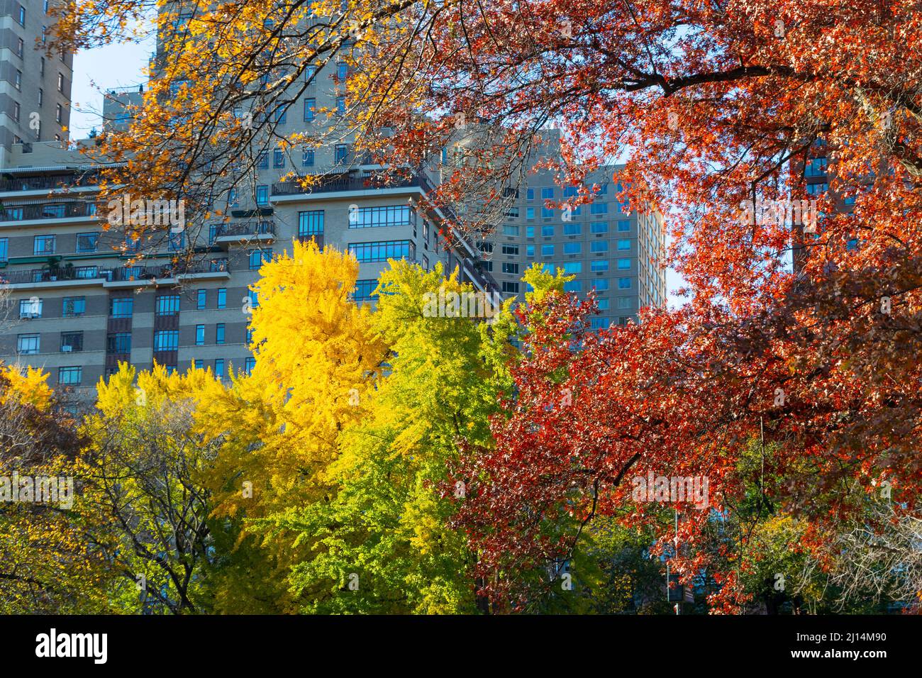 Autumn leaf color trees glow in Central Park NYC 2021 Stock Photo - Alamy
