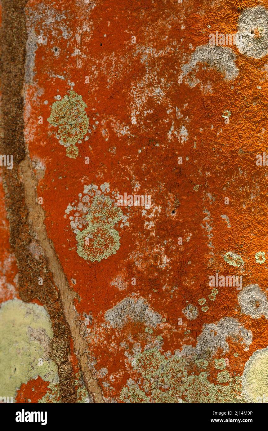 The photo shows the texture of a biological organism - lichen. The ...