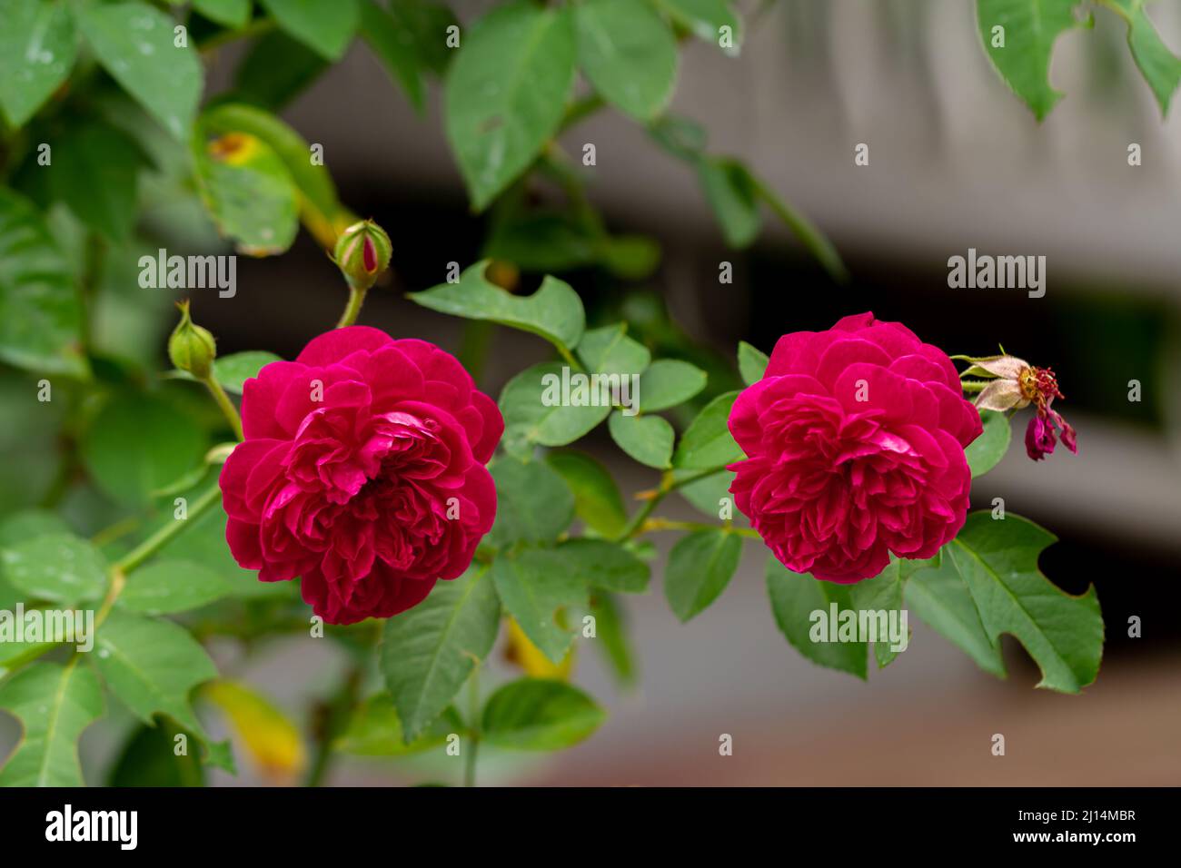 Two red roses in bloom, with a blurred green foliage background, nature ...