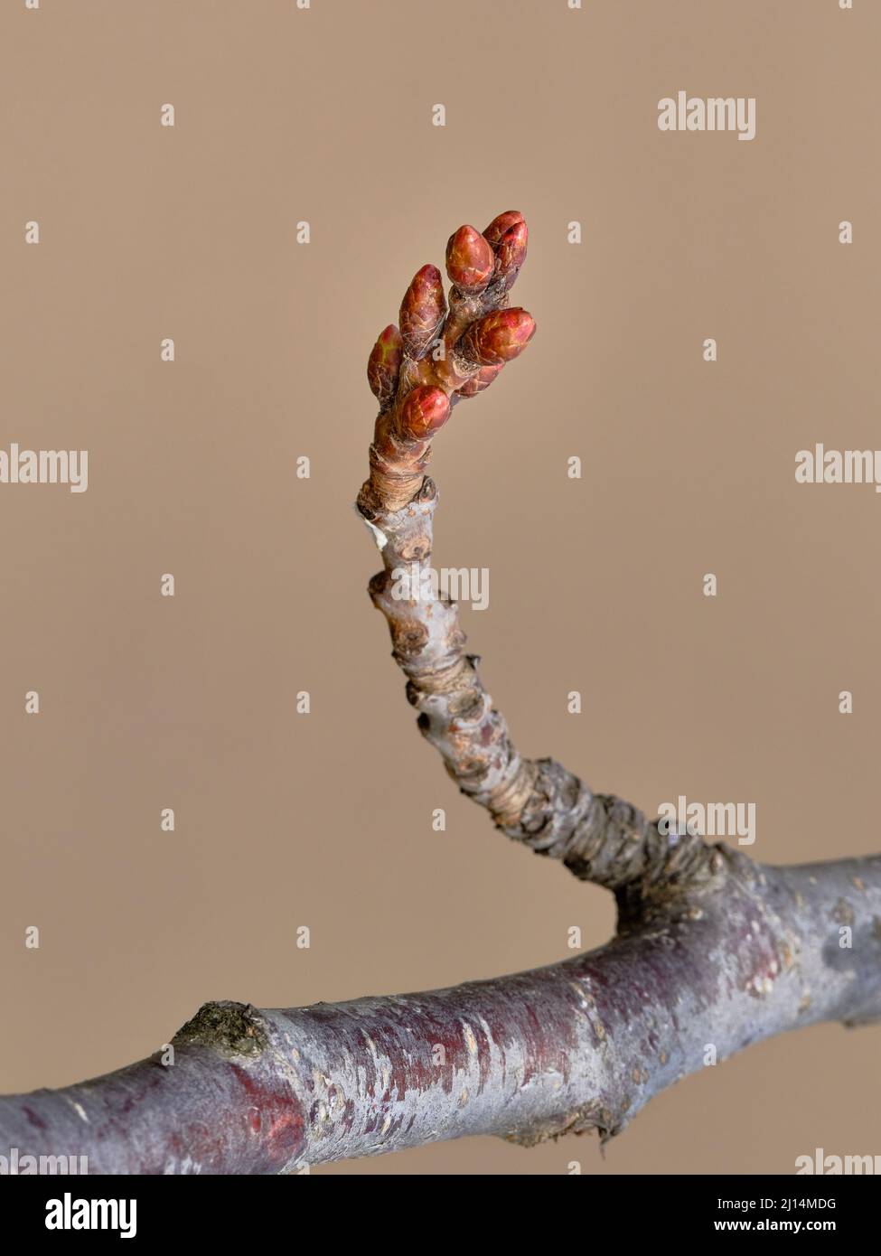 Buds on cherry tree hi-res stock photography and images - Alamy