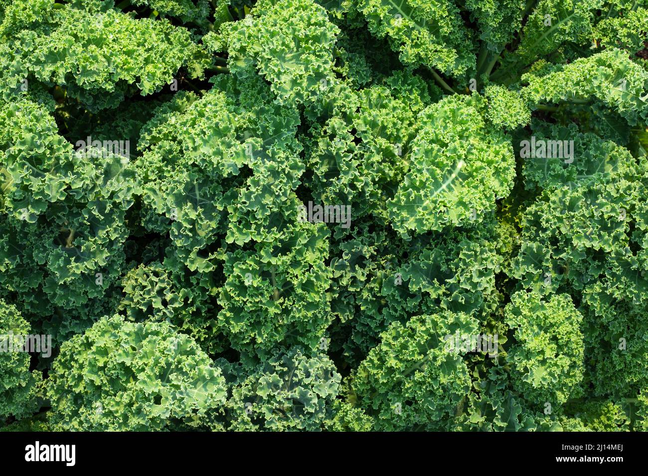 Top view of fresh green kale leaves. Natural food background close up ...