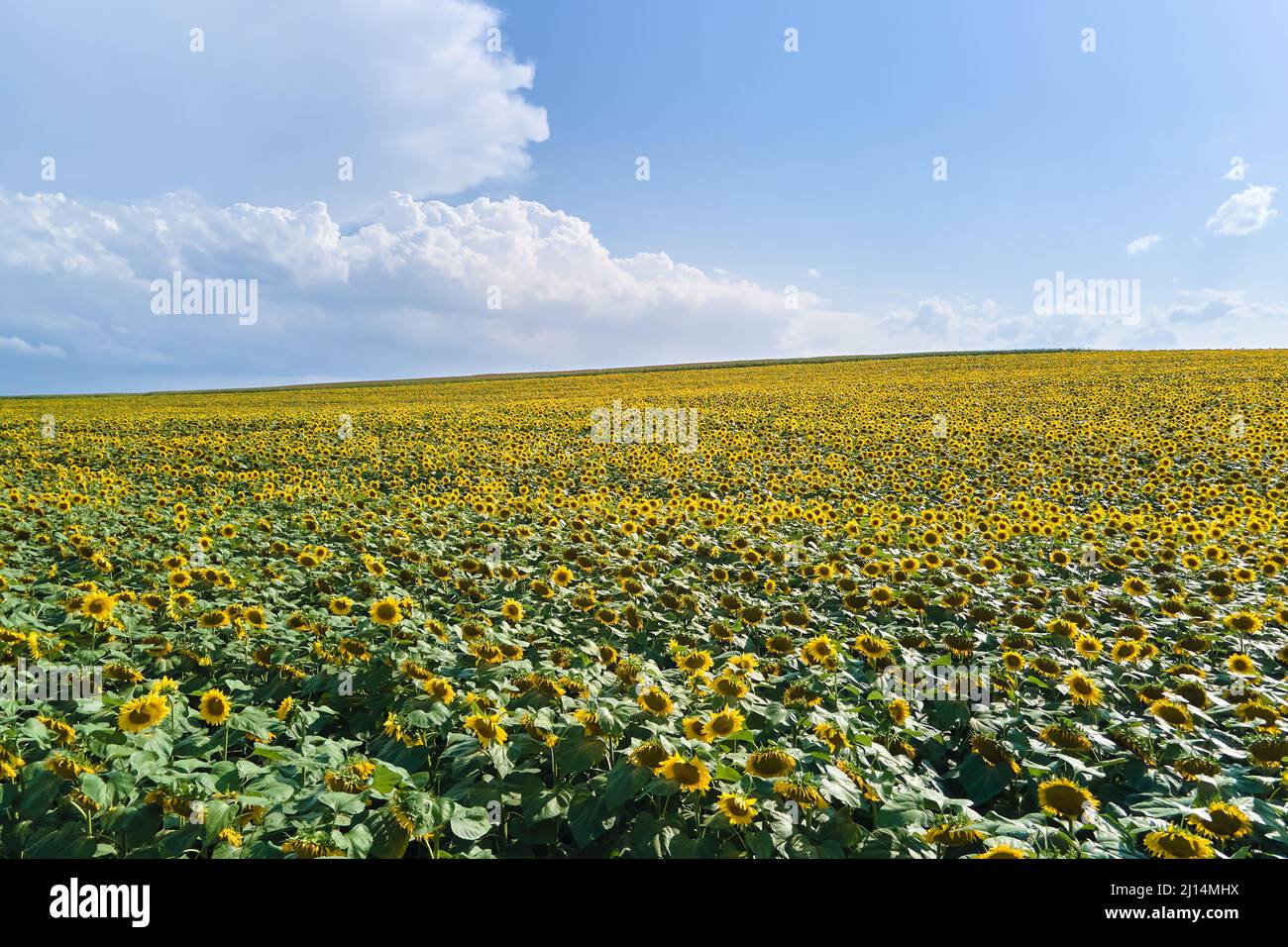 Aerial view of big agricultural farm field with growing sunflower ...