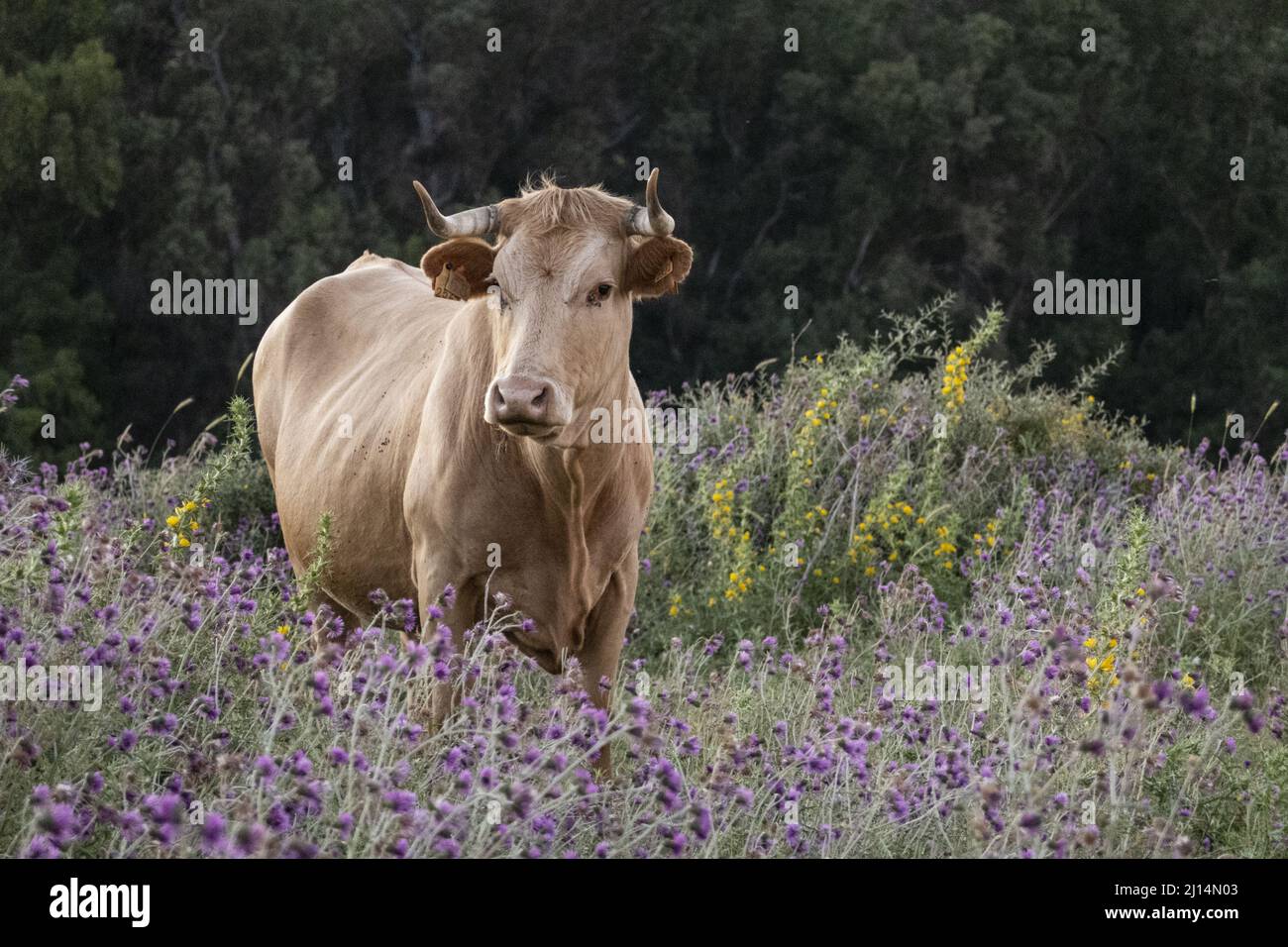 Extensive cattle hi-res stock photography and images - Alamy