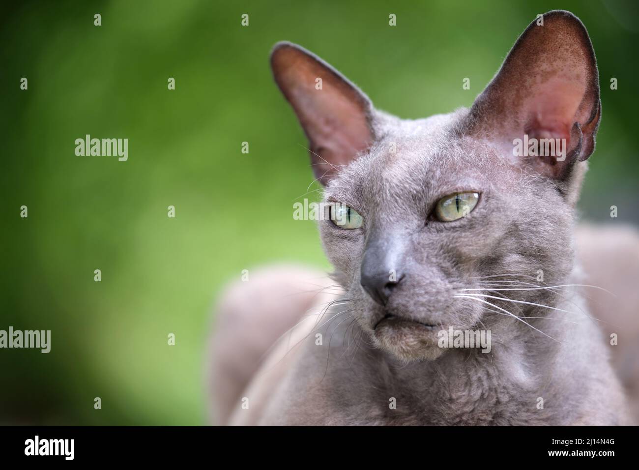 Big gray angry looking Sphinx breed stray cat resting on steet outdoors ...