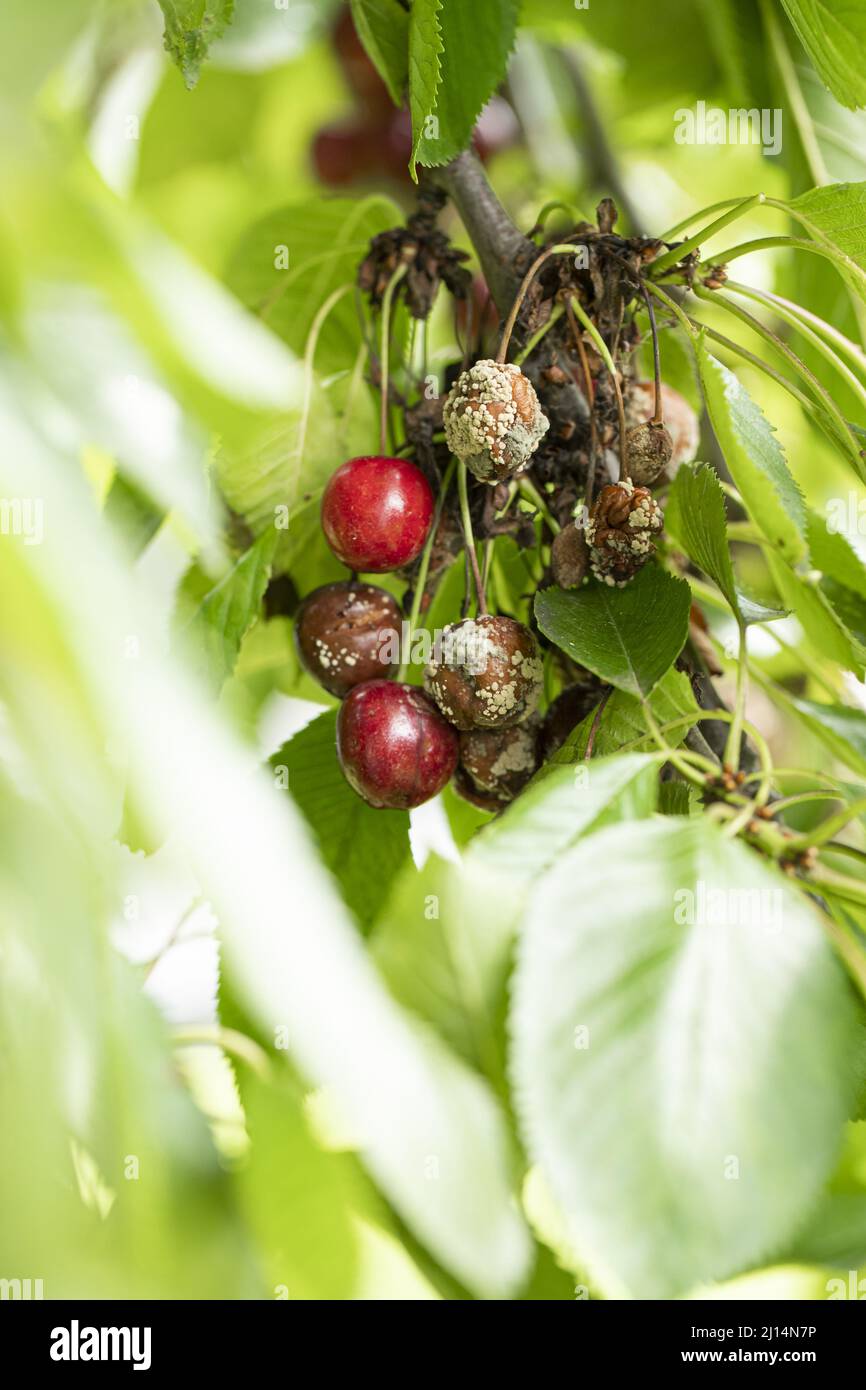 Rotten cherries hi-res stock photography and images - Alamy