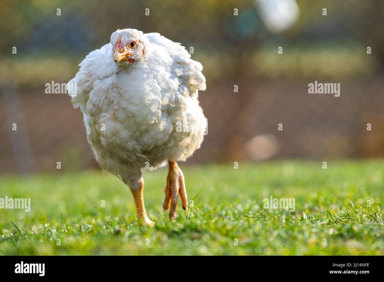 Hen feed on traditional rural barnyard. Close up of chicken standing on ...