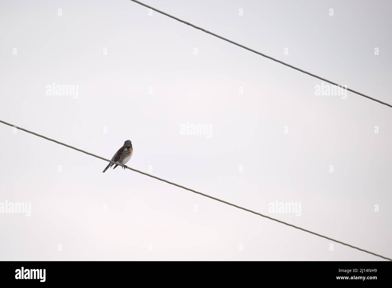 One small wild bird perching lonely on electrical power line wire Stock ...