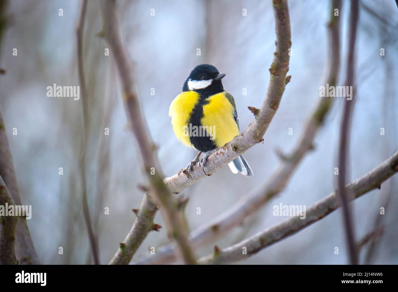 Yellow wild tit bird perching on tree branch on cold winter day Stock ...