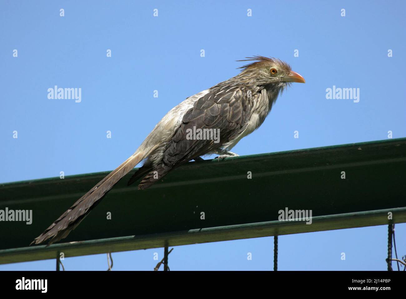Guira cuckoo in nature hi-res stock photography and images - Alamy