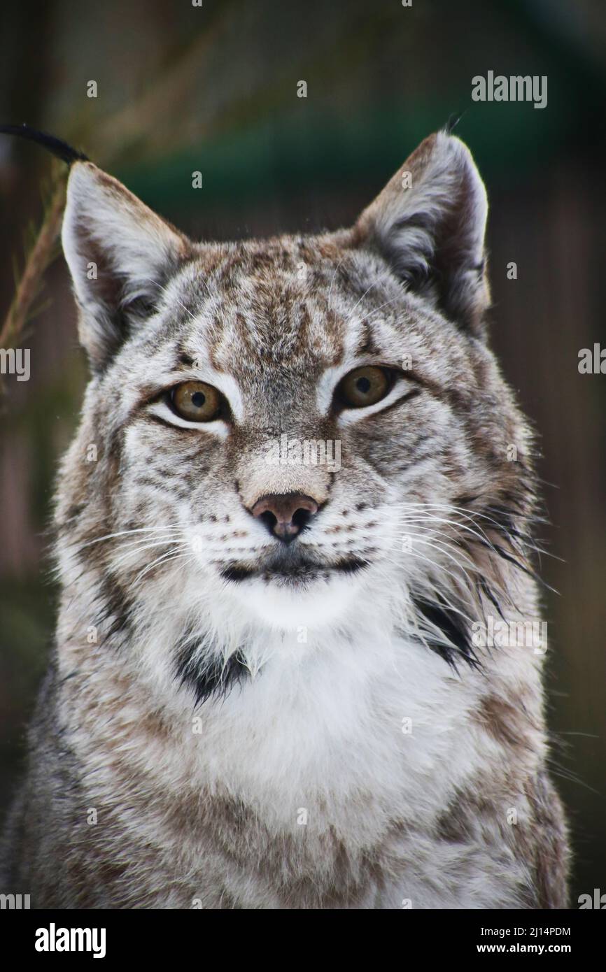 close up portrait of red lynx in the zoo Stock Photo - Alamy
