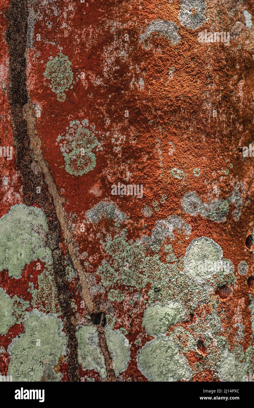 The photo shows the texture of a biological organism - lichen. The ...