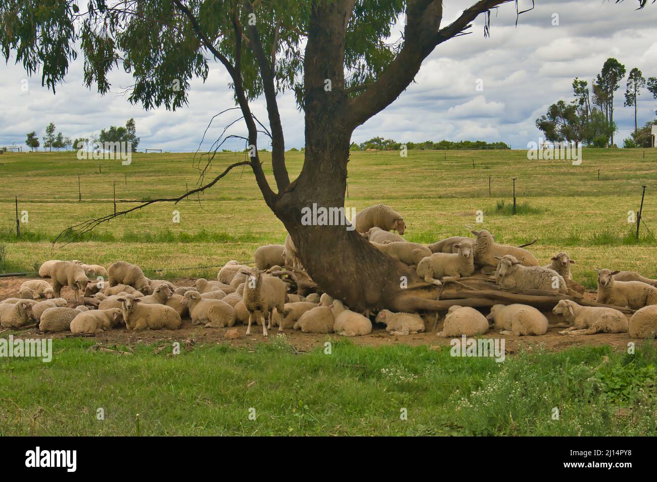 Sheep farming australia hi-res stock photography and images - Alamy