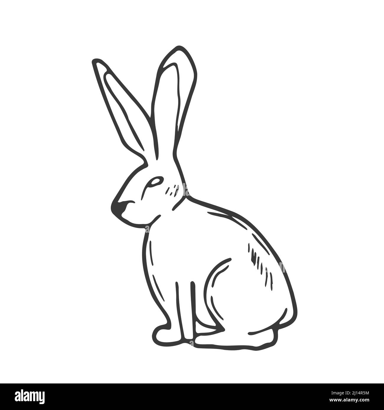 Rabbit sketch hi-res stock photography and images - Alamy
