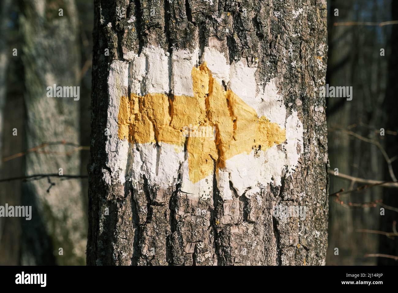 Yellow tourist sign pointing to the right drawn on spruce trunk in the ...