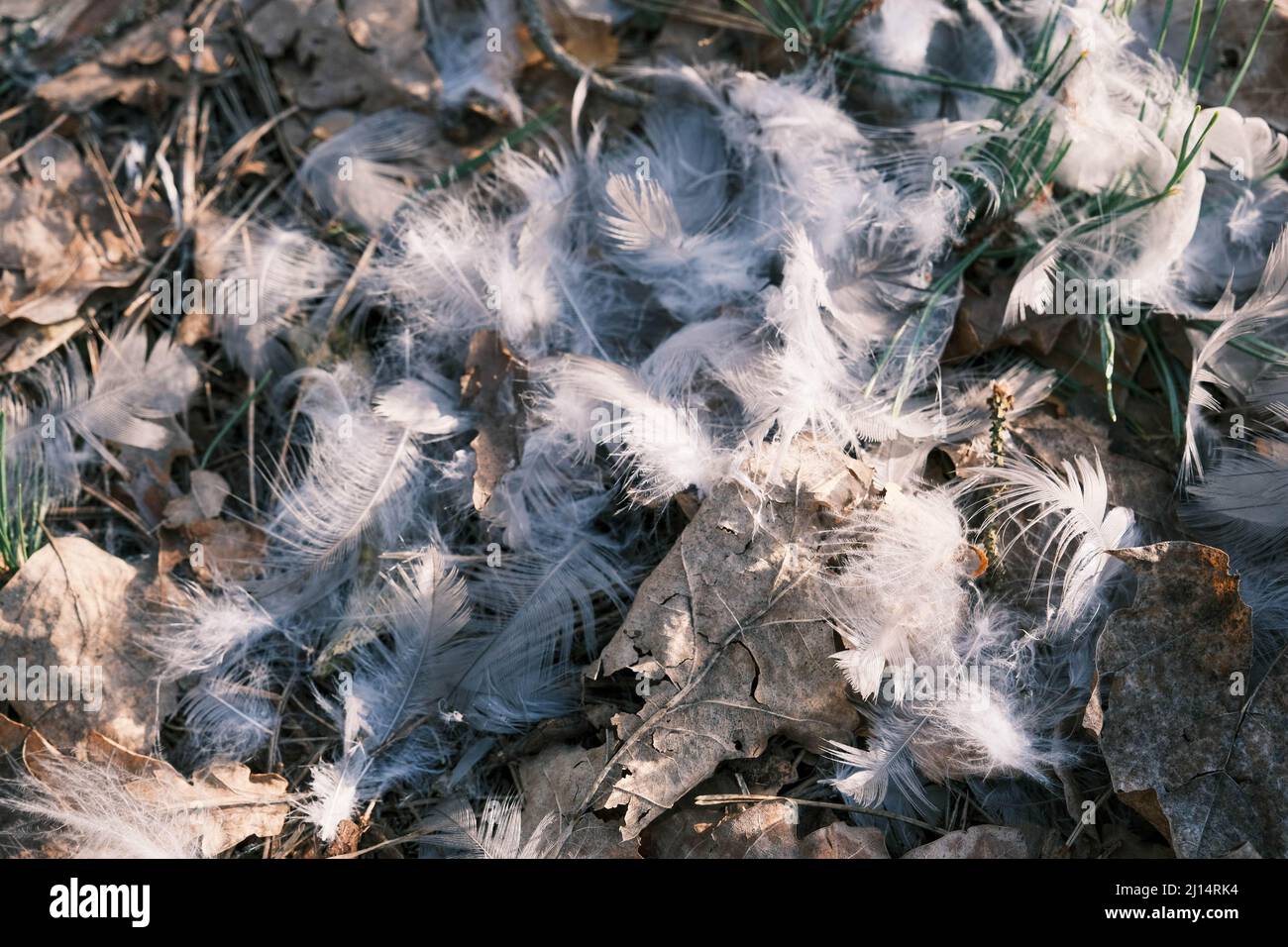 Remains of a meal outside hi-res stock photography and images - Alamy