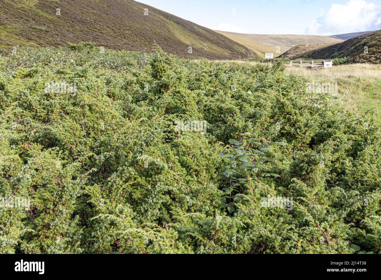 Juniper growing in the valley of Conglass Water at Blairnamarrow near ...