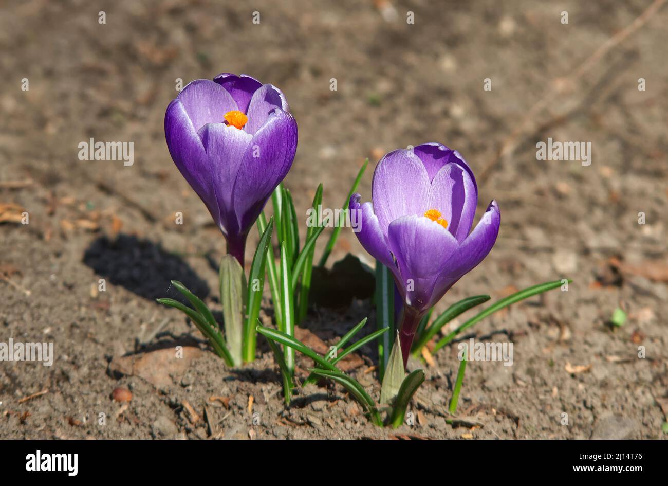 Spring blossoms crocus hi-res stock photography and images - Alamy