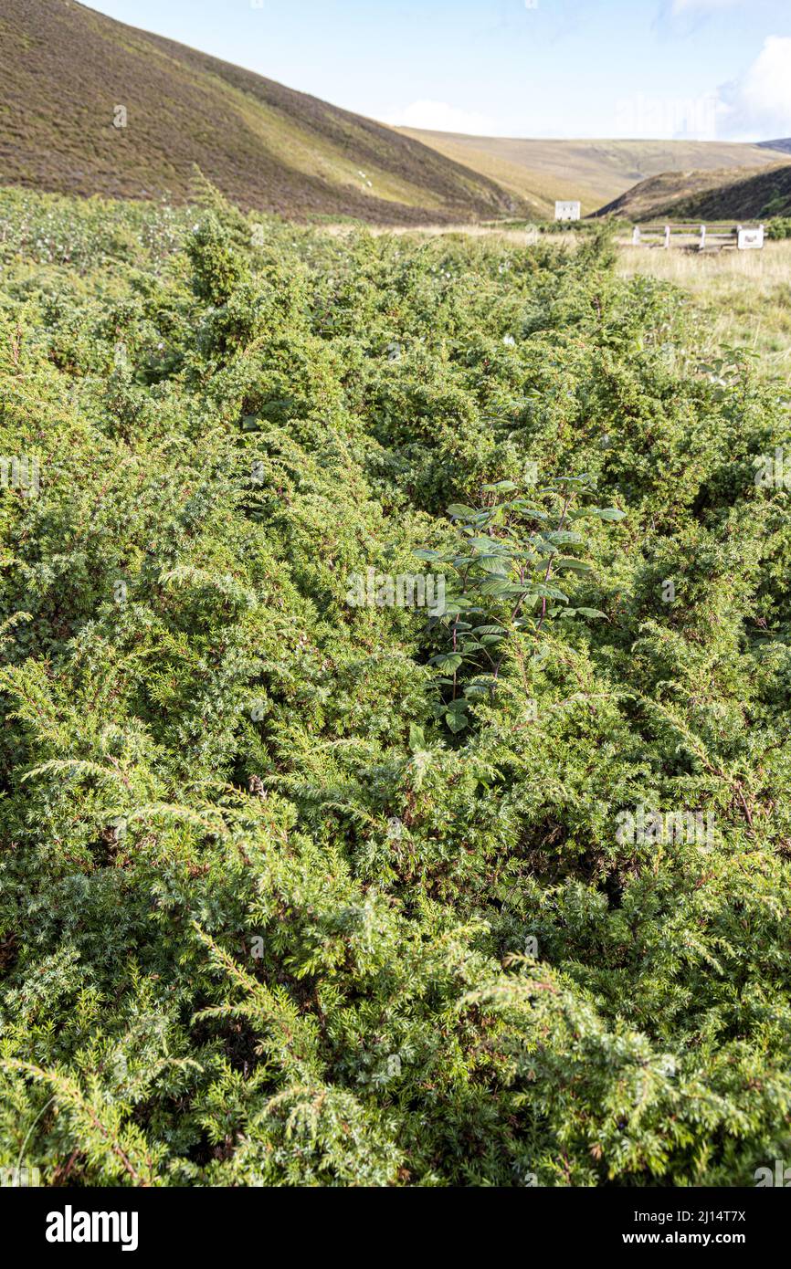 Juniper growing in the valley of Conglass Water at Blairnamarrow near ...