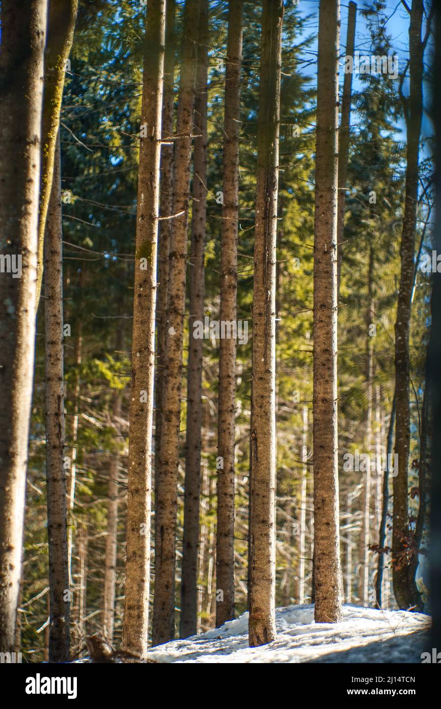 Beautiful vertical shot of high trees in a mountainous forest with a ...