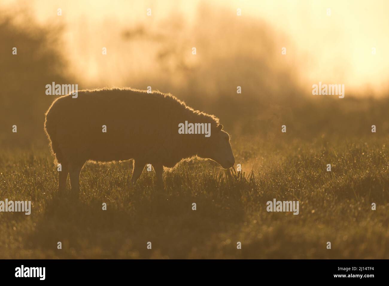 Backlit animal hi-res stock photography and images - Alamy
