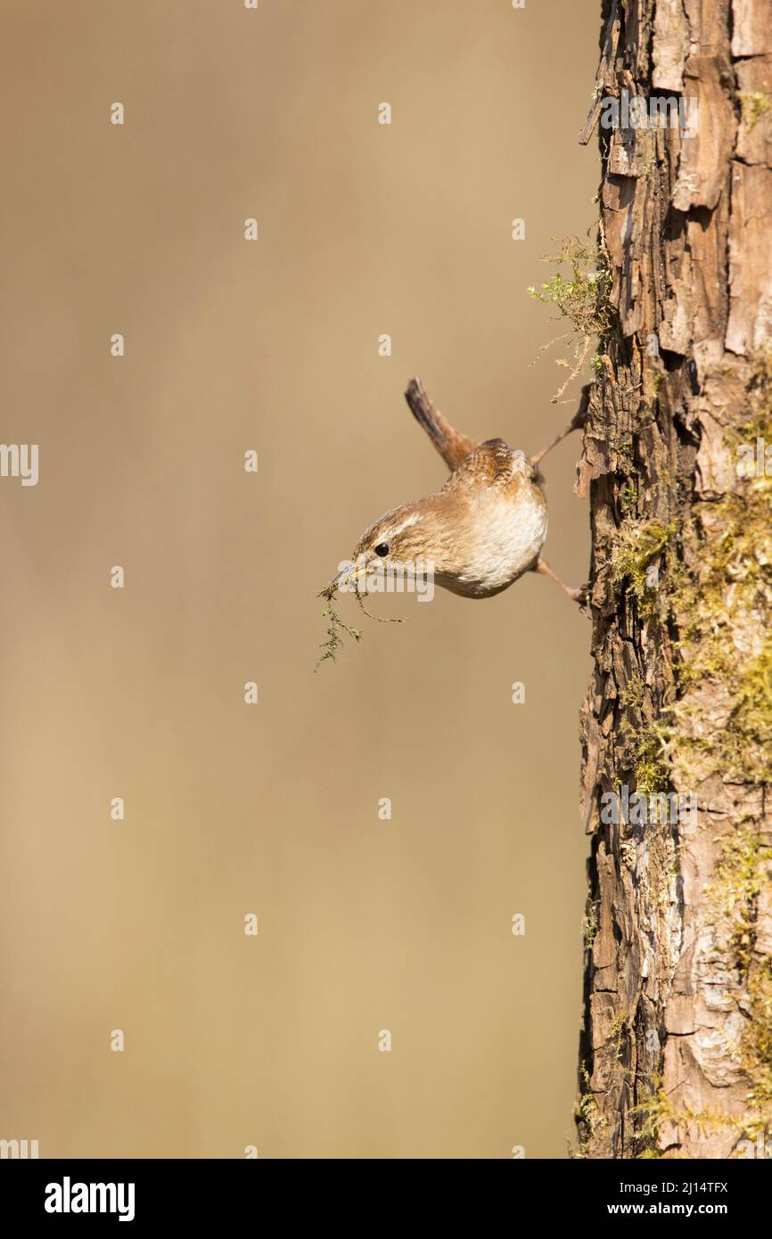 Moss in beak hi-res stock photography and images - Alamy