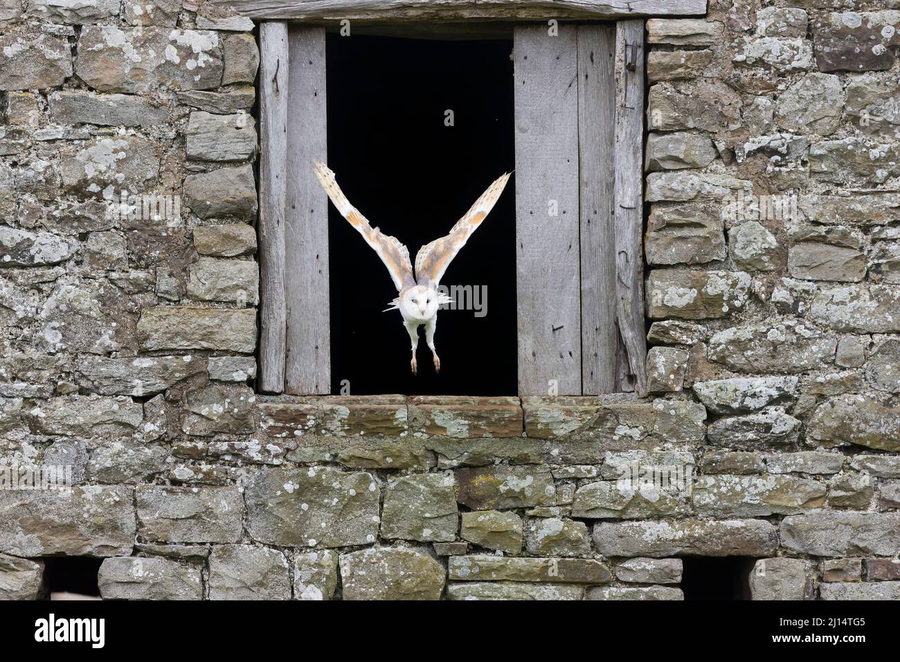Barn Owl (Tyto alba) adult flying through barn window, Cumbria, England ...