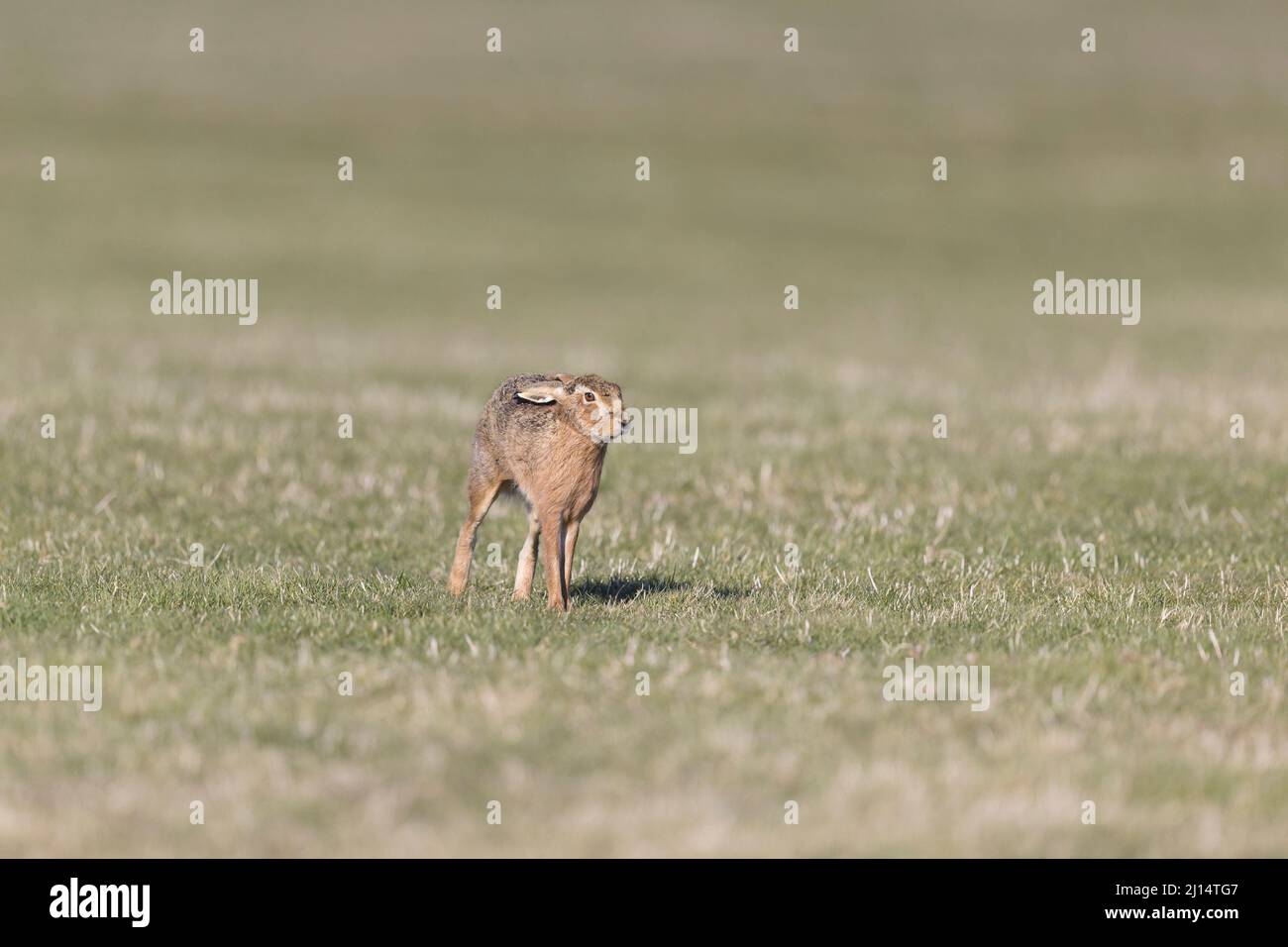 European hare Lepus europeaus, adult stretching in grass field, Suffolk ...