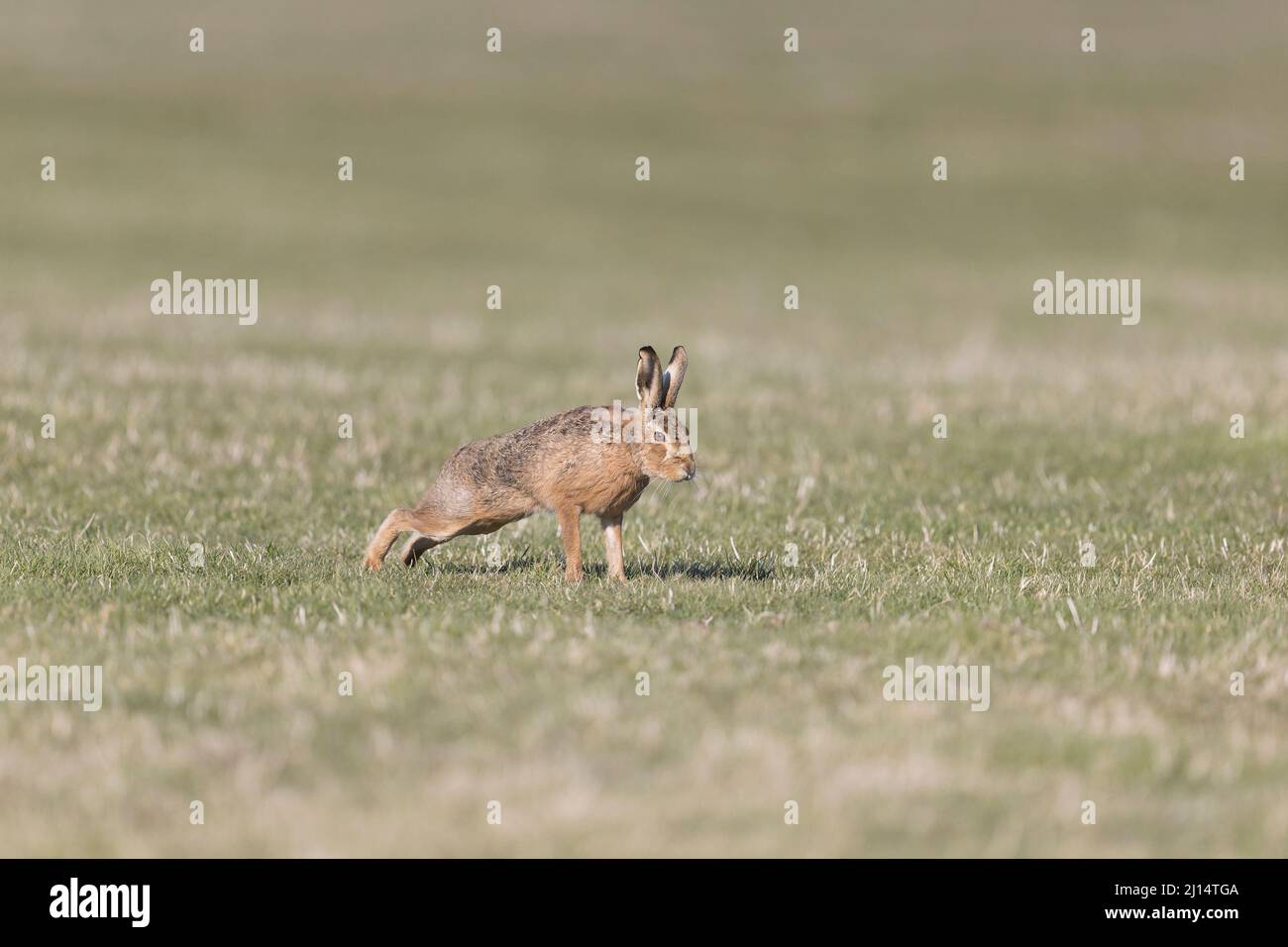 European hare Lepus europeaus, adult stretching in grass field, Suffolk ...