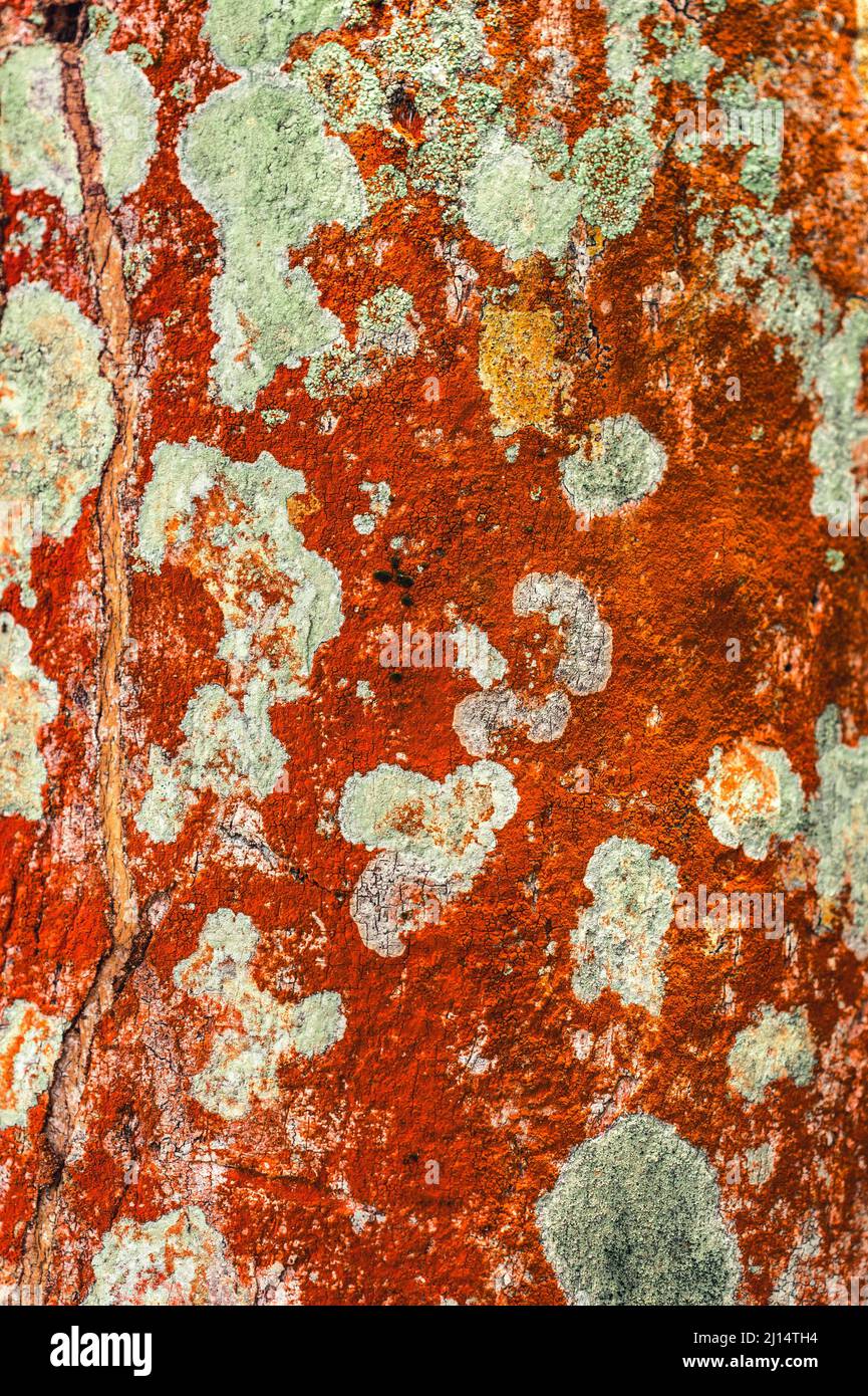 The photo shows the texture of a biological organism - lichen. The ...