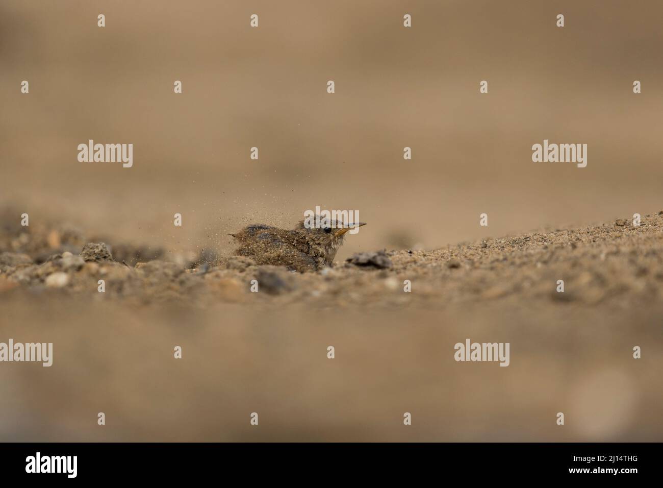 Dust bathe hi-res stock photography and images - Alamy
