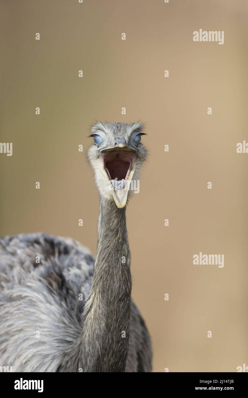 Greater rhea (Rhea americana) adult yawning with nictitating membrane ...