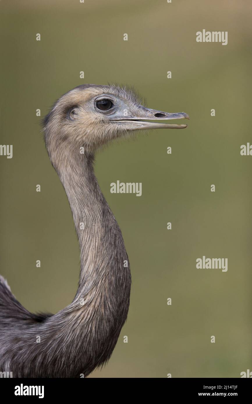 Greater rhea (Rhea americana) adult portrait Stock Photo - Alamy