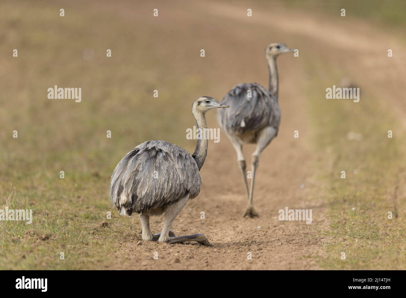 Greater rhea (Rhea americana) 2 adults, 1 resting and 1 walking on ...