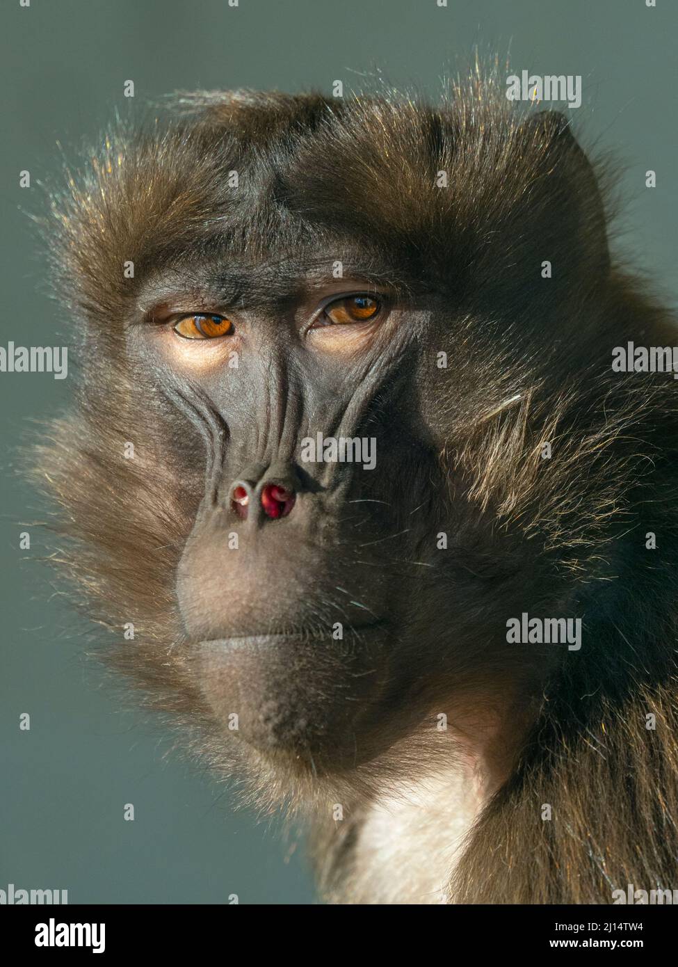 Genus theropithecus hi-res stock photography and images - Alamy