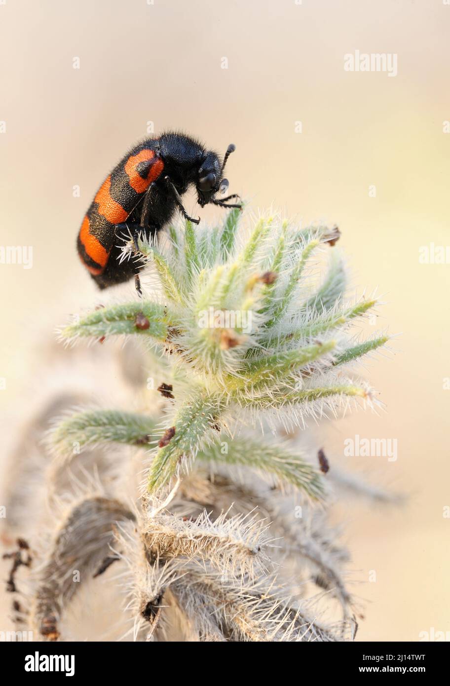 Closeup of the nature of Israel - Meloidae beetle Stock Photo - Alamy