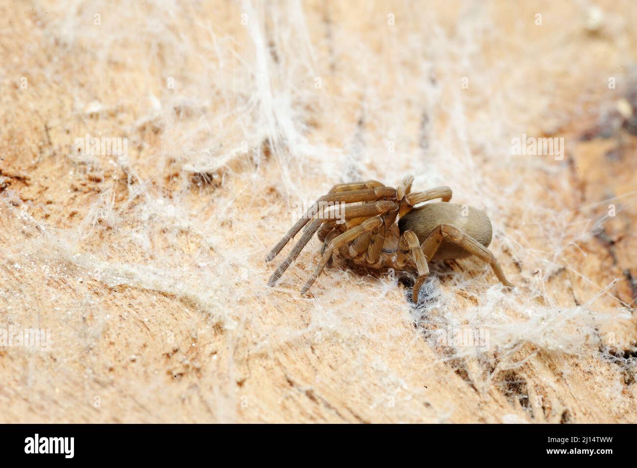 Closeup of the nature of Israel - spider on the tree Stock Photo - Alamy