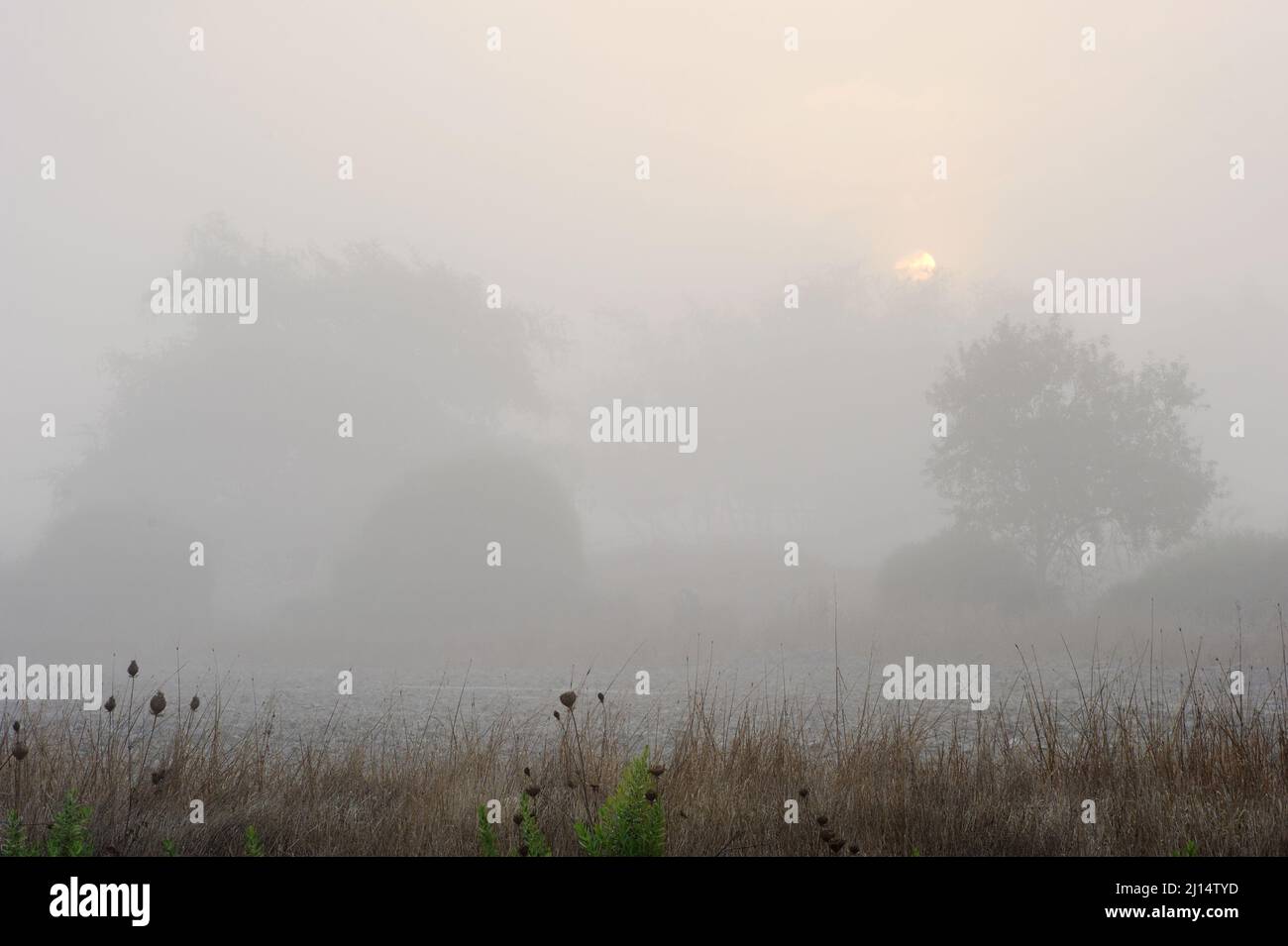 Trees, bushes, grass and cacti on waste ground near the town in Israel ...