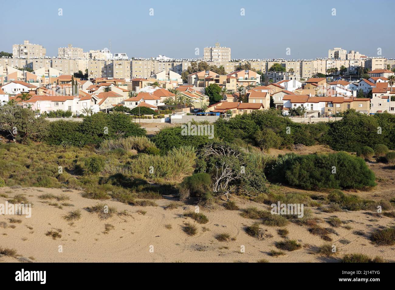 Trees, bushes, grass and cacti on waste ground near the town in Israel ...