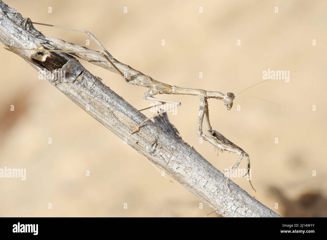 Mantis on a branch hi-res stock photography and images - Alamy